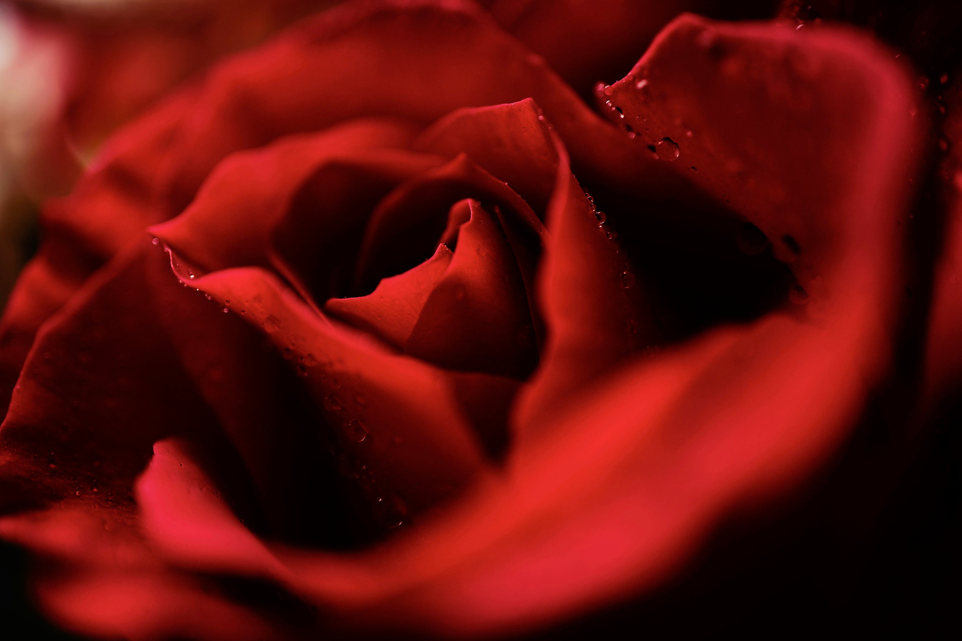 Duchess Rose & Grapefruit – PAWIS